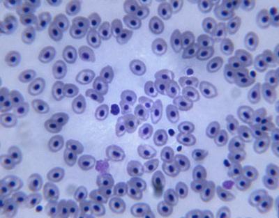 animal cells microscope