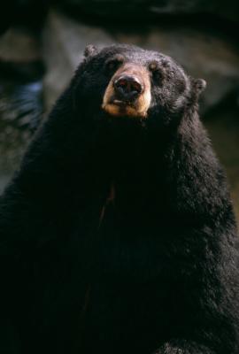 Definition of "Responsiveness" in Biology