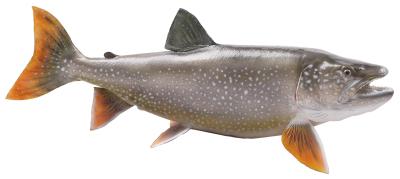 Examples of Indicator Species