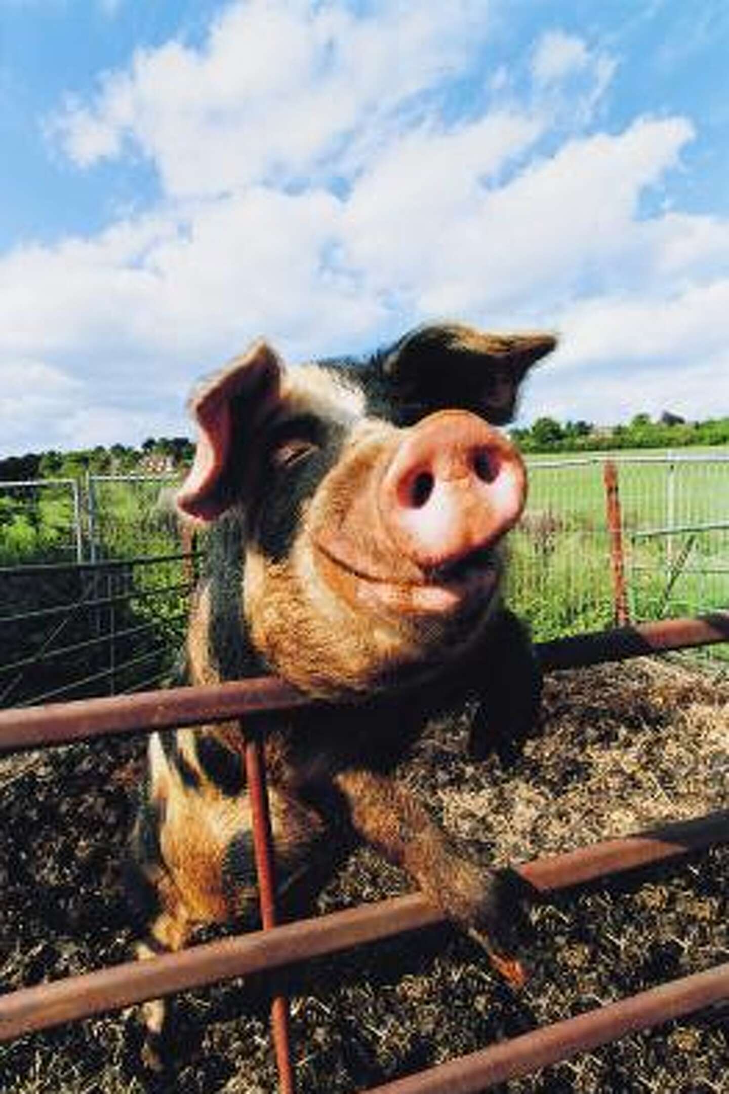 Examples of Figurative Language in "Animal Farm"