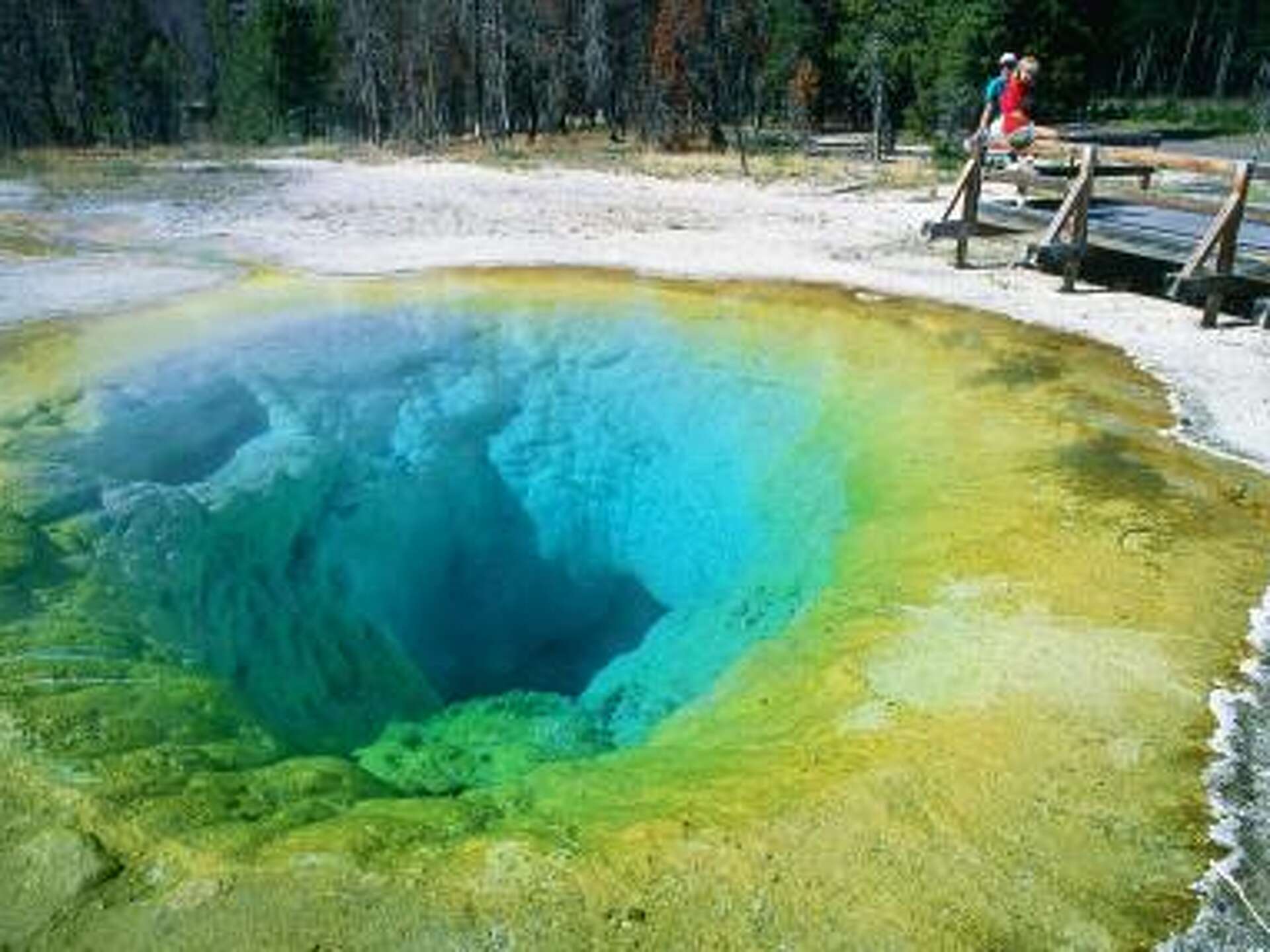 Examples of Sulfur-Oxidizing Bacteria