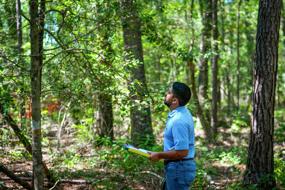Conroe has an urban forester. Here's how he saves city trees.
