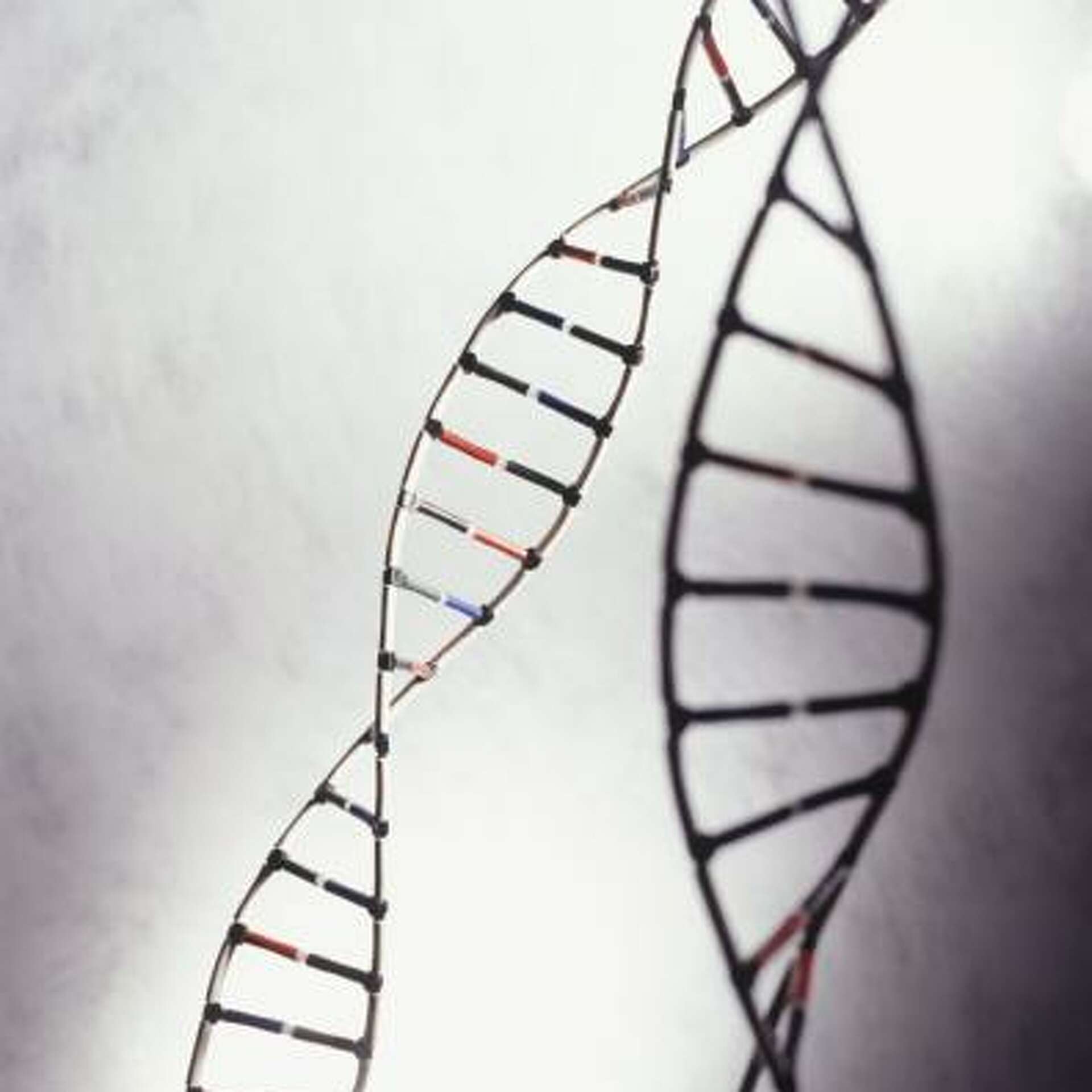 The Structural Feature That Allows DNA to Replicate Itself