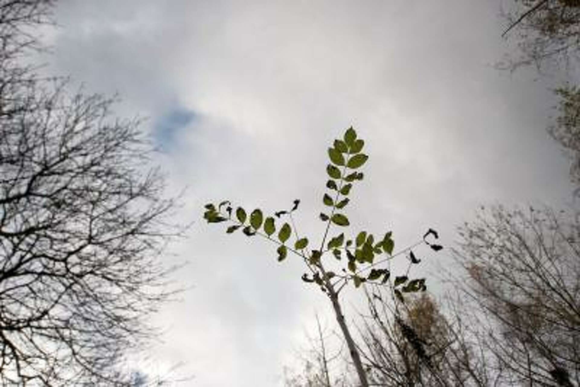 How Does Climate Change Affect the Temperature in a Deciduous Forest?
