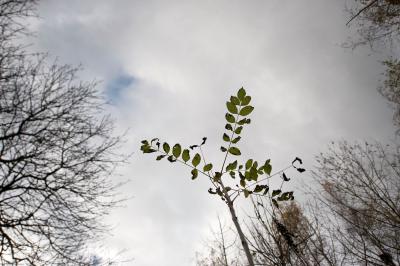 deciduous forest climate change