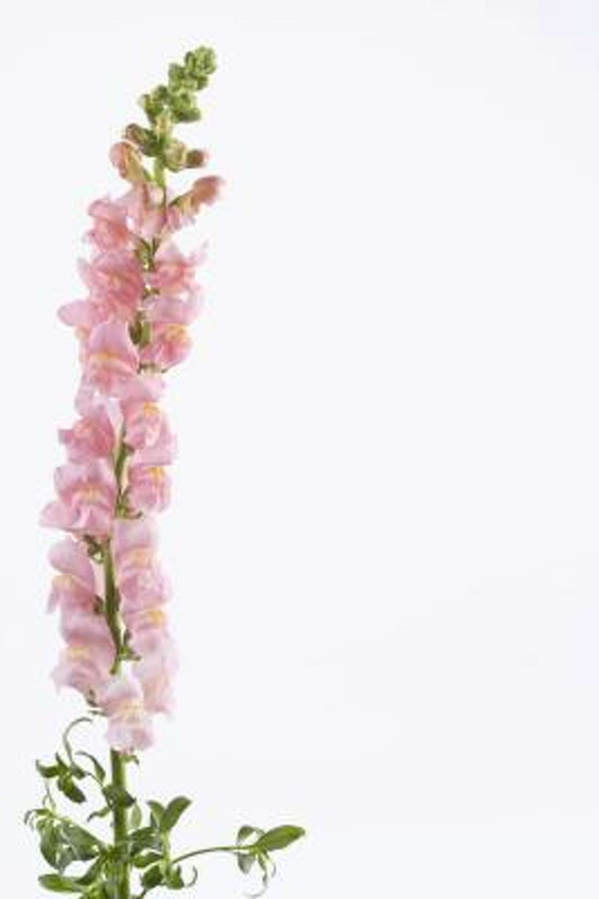 heterozygous example simple