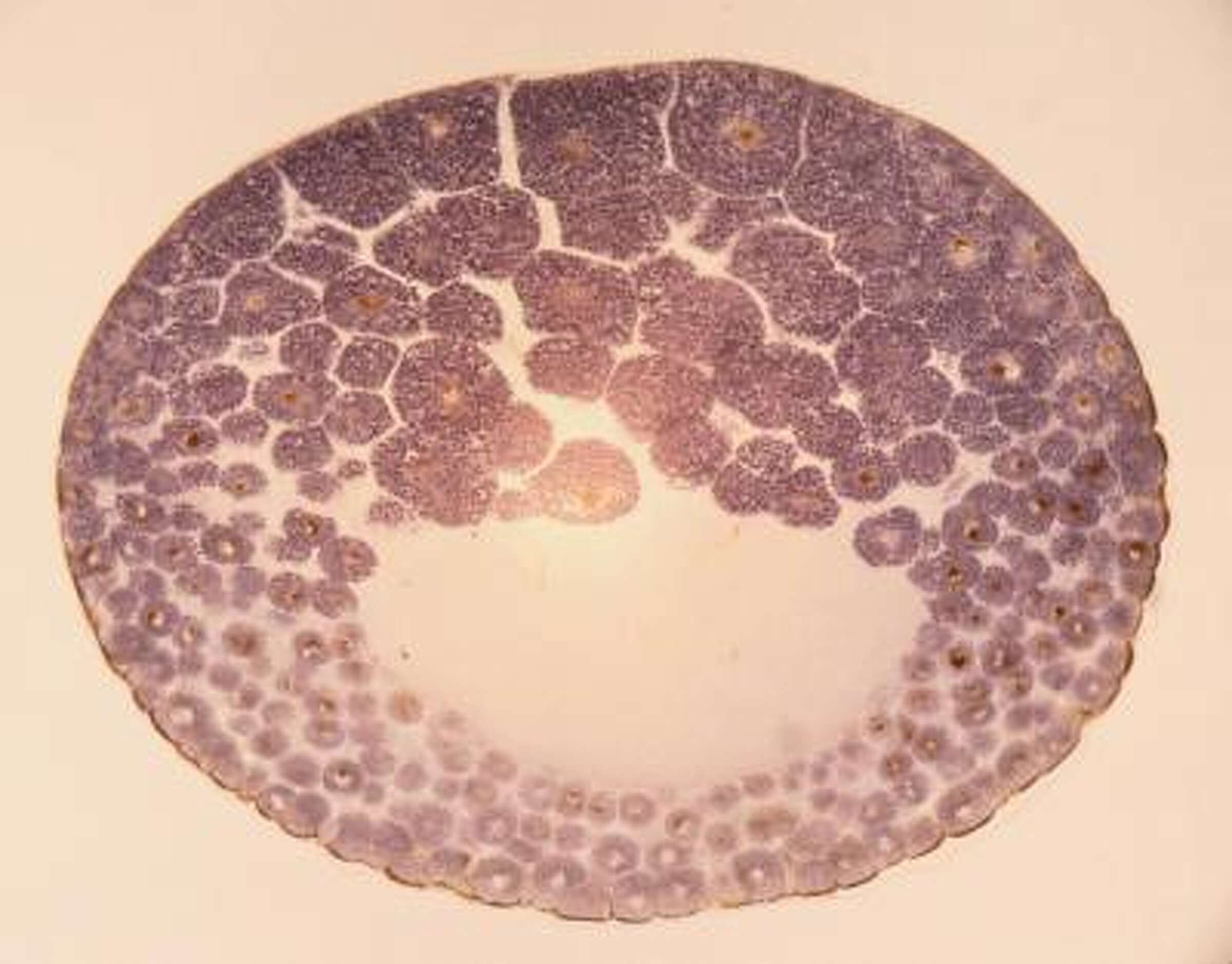 What Are the Functions of the Cytoplasm in the Egg Cell of Humans?