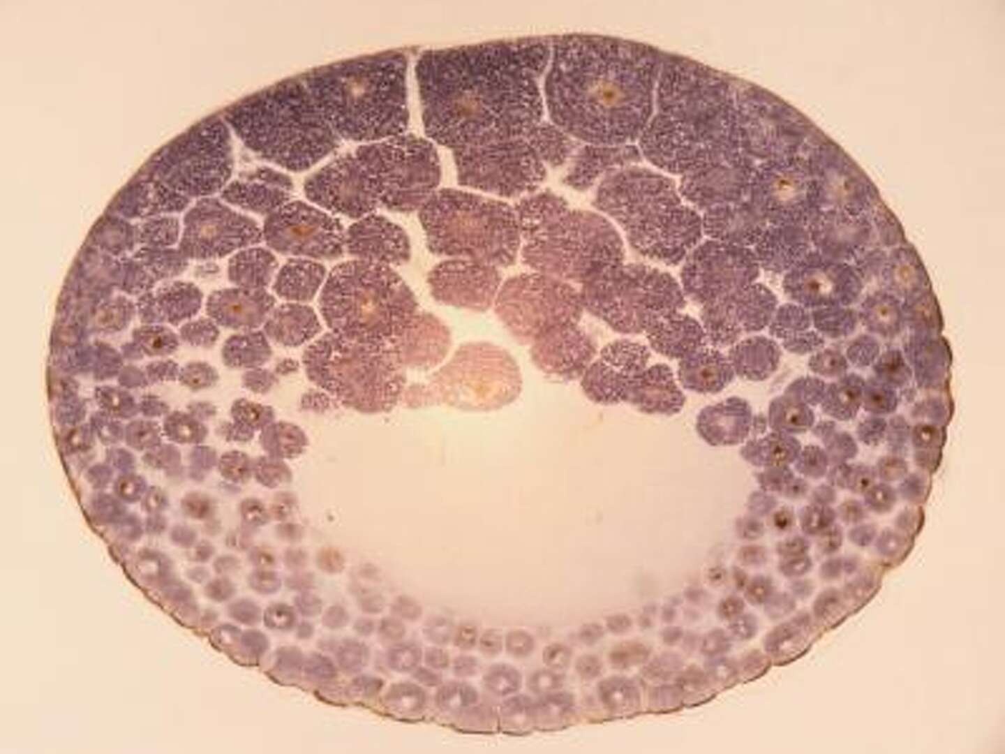 What Are the Functions of the Cytoplasm in the Egg Cell of Humans?