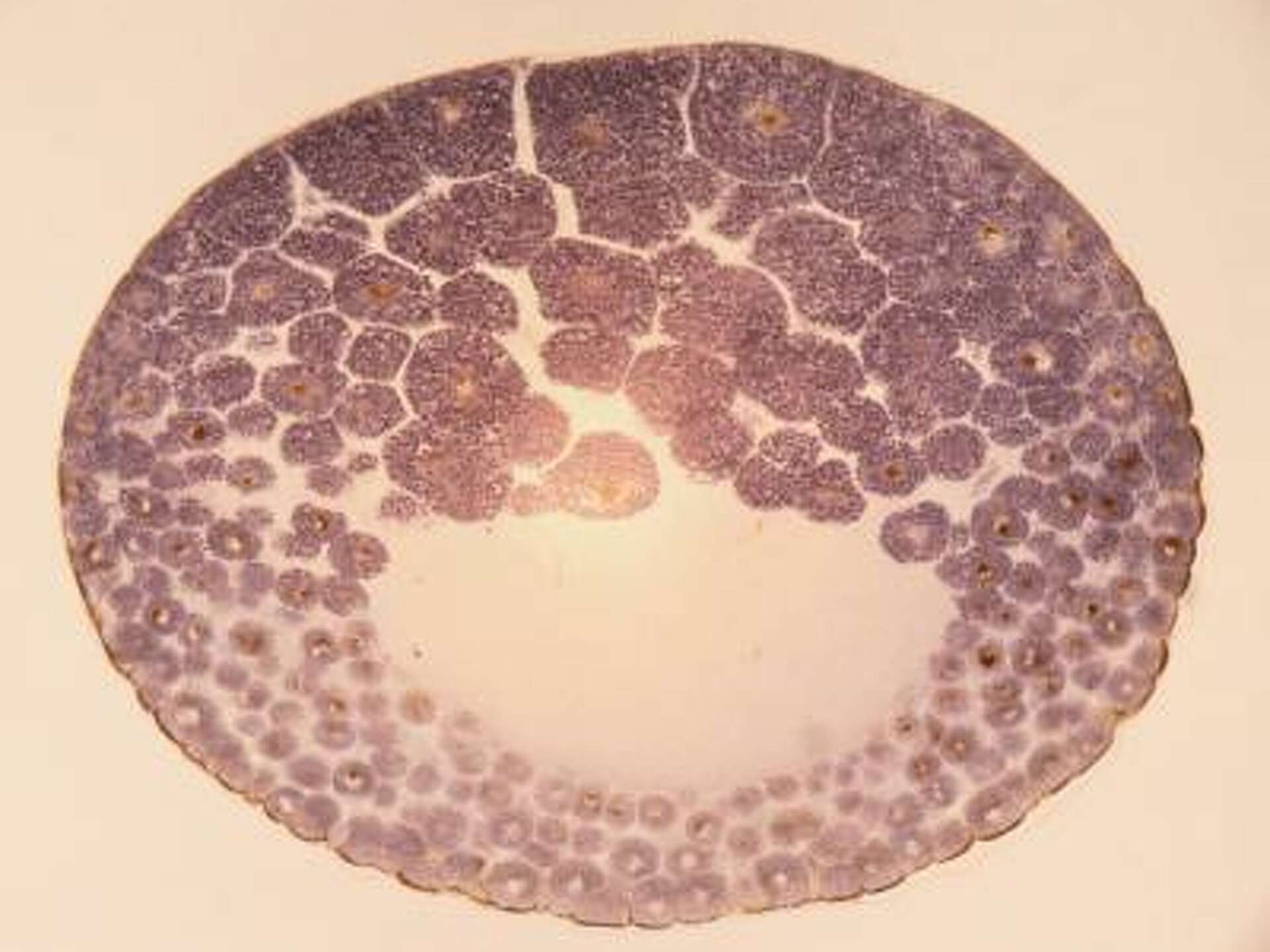 egg cell under microscope