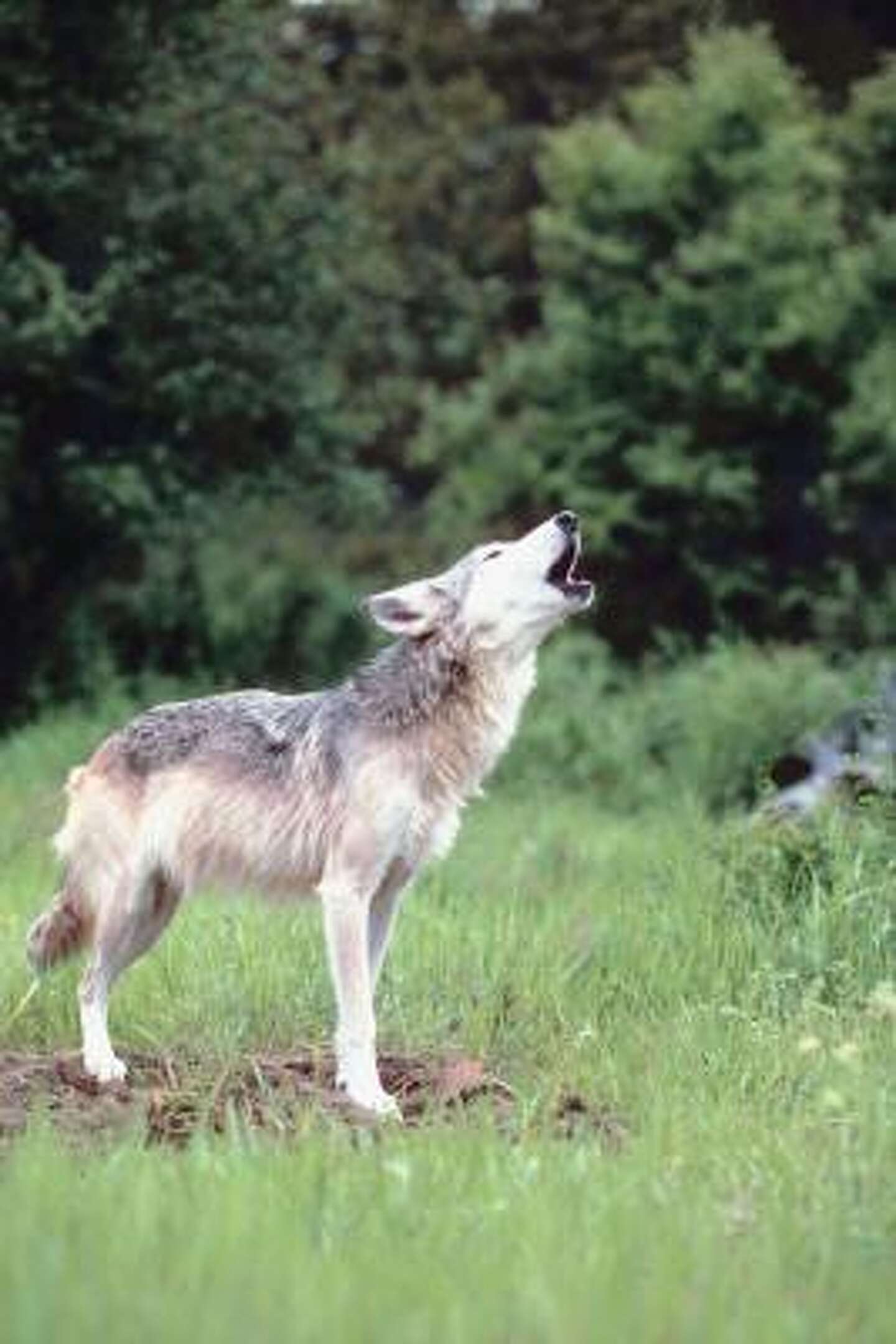 What Happens When the Top Predator Is Removed From an Ecosystem?