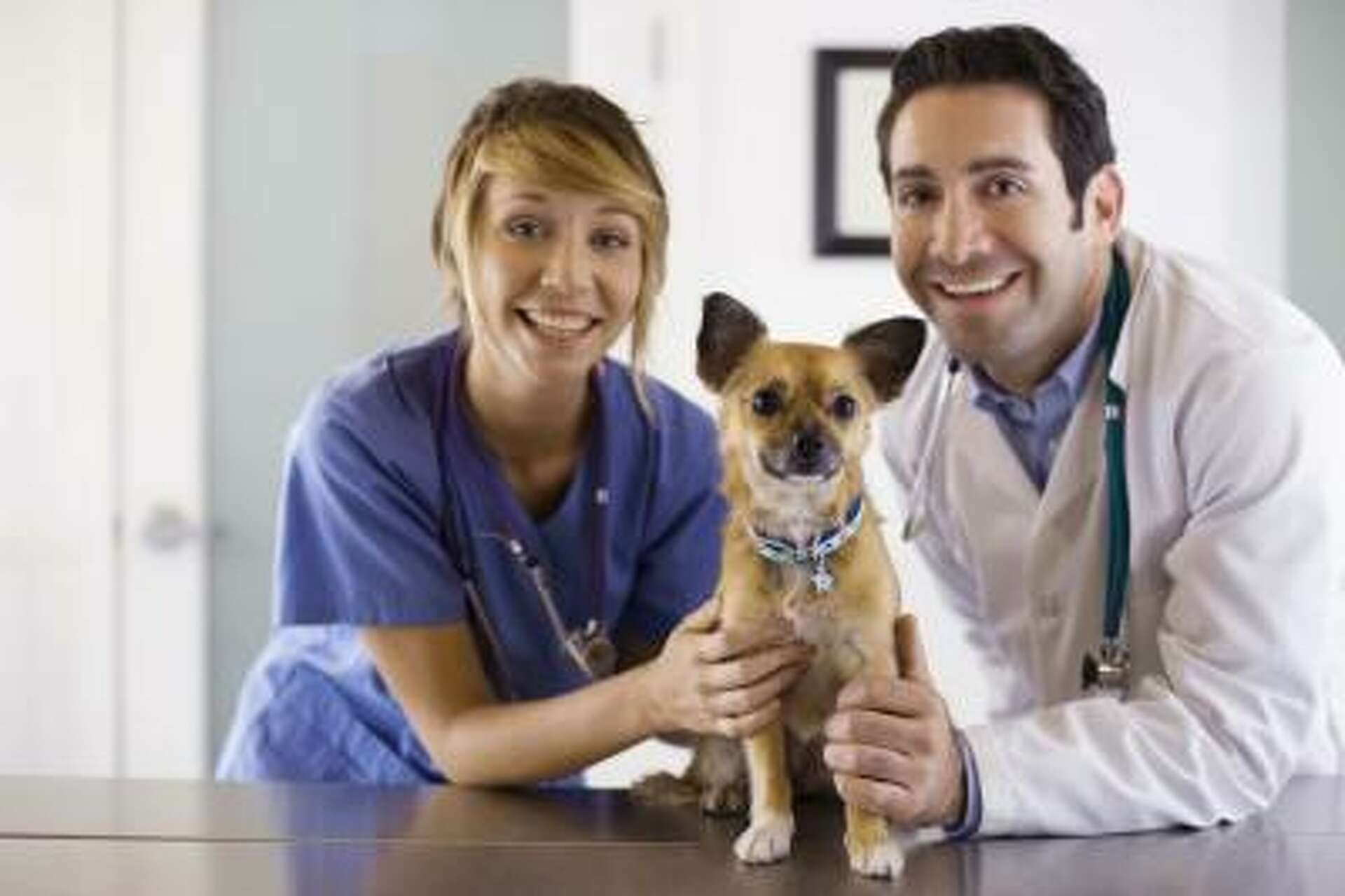 What Math Courses Do Veterinarians Take During College?