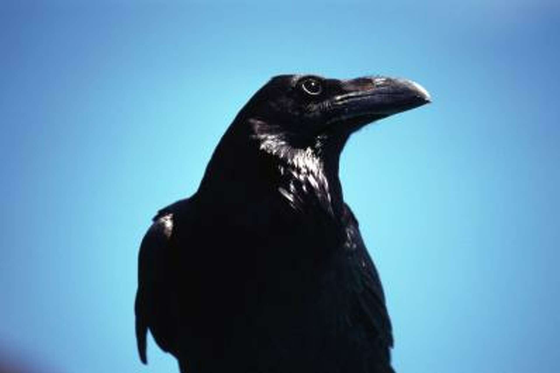 What Is a Metaphor From the Raven?