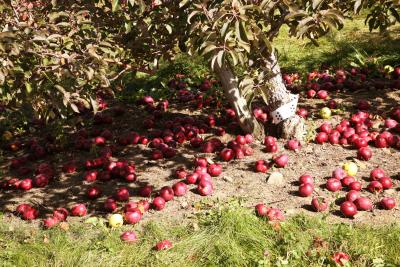 What Is the Narrator's Role in "Gentleman of Rio en Medio"?