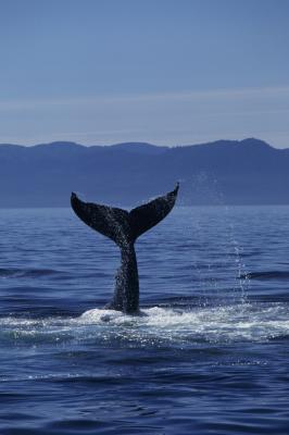 Herman Melville's Use of Allegory