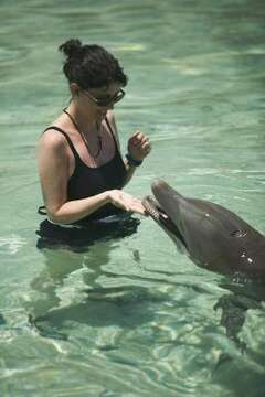 The Importance of Segmentation in Biology