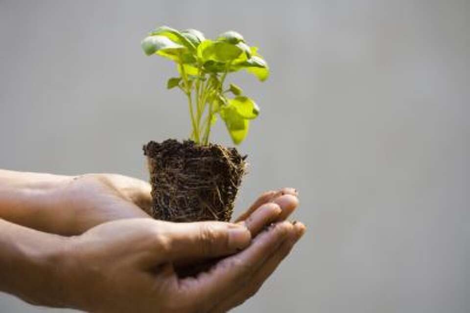 What Is Interdependence in Ecology?