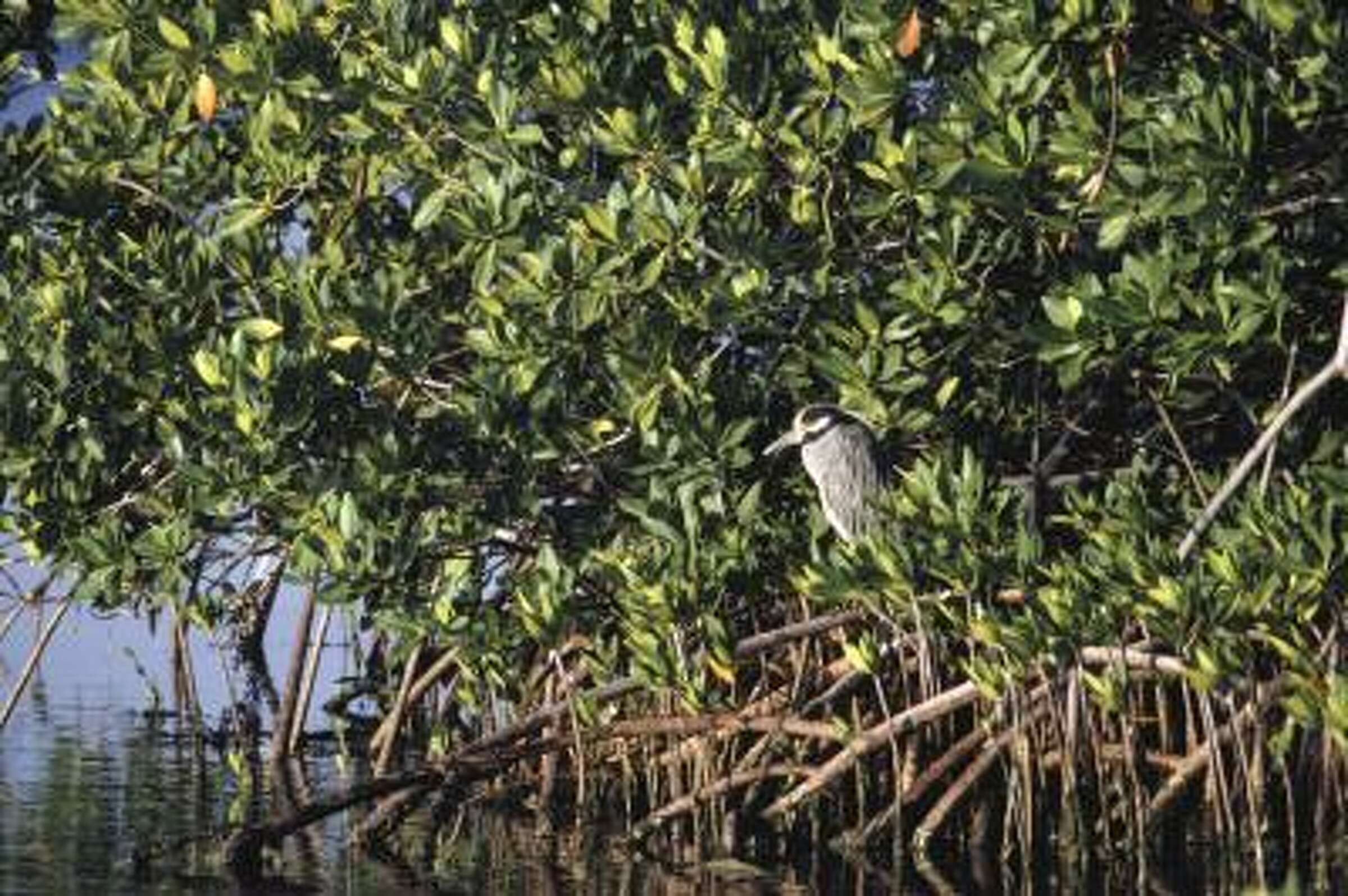 Top 10 Facts About Salt Water Ecosystem