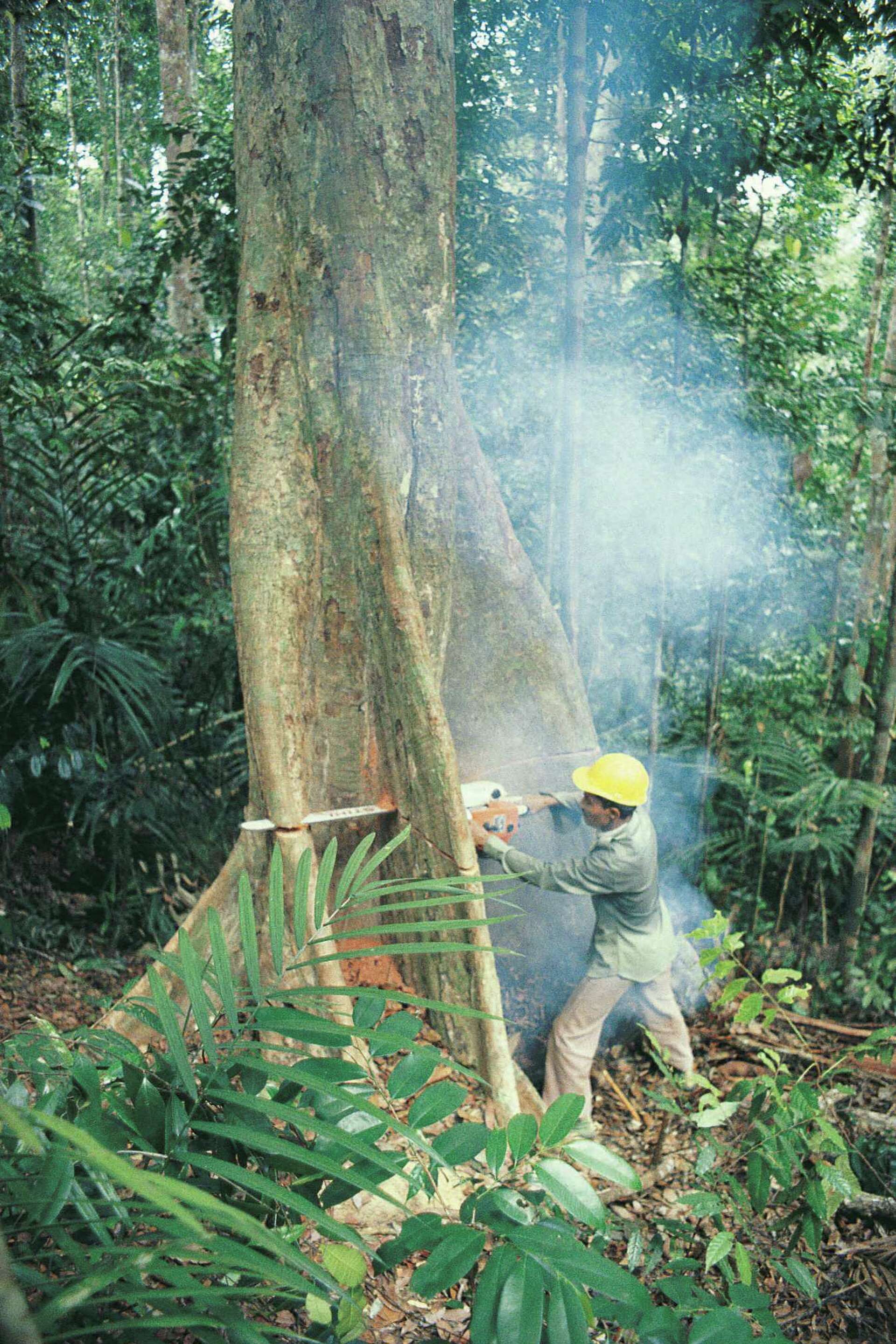 how do we stop deforestation