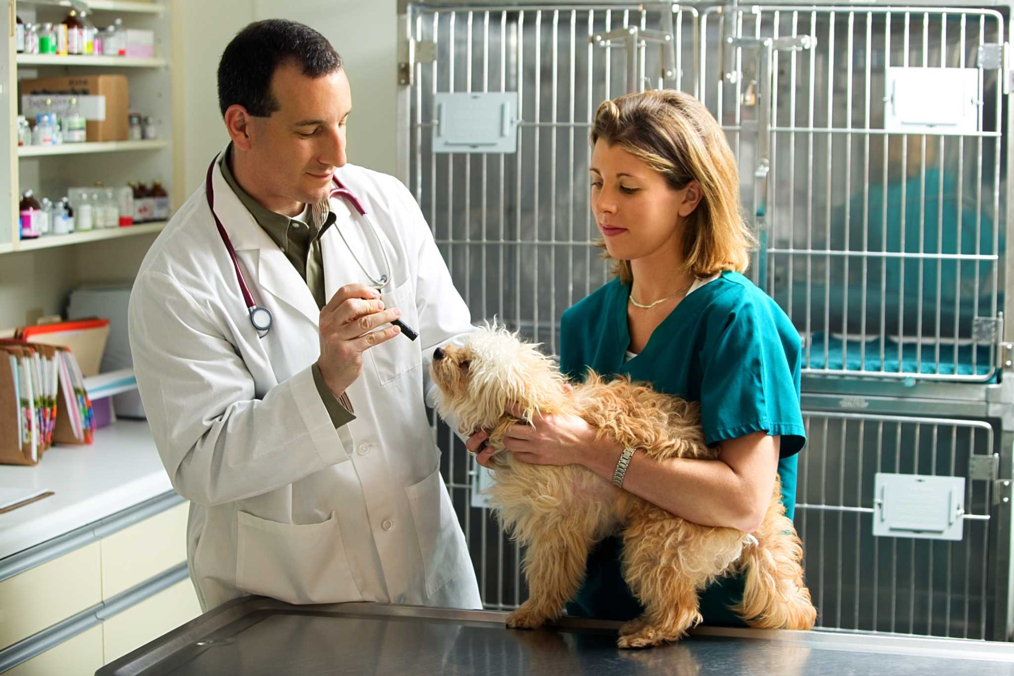 Division 1 Schools With Veterinary Technician Programs