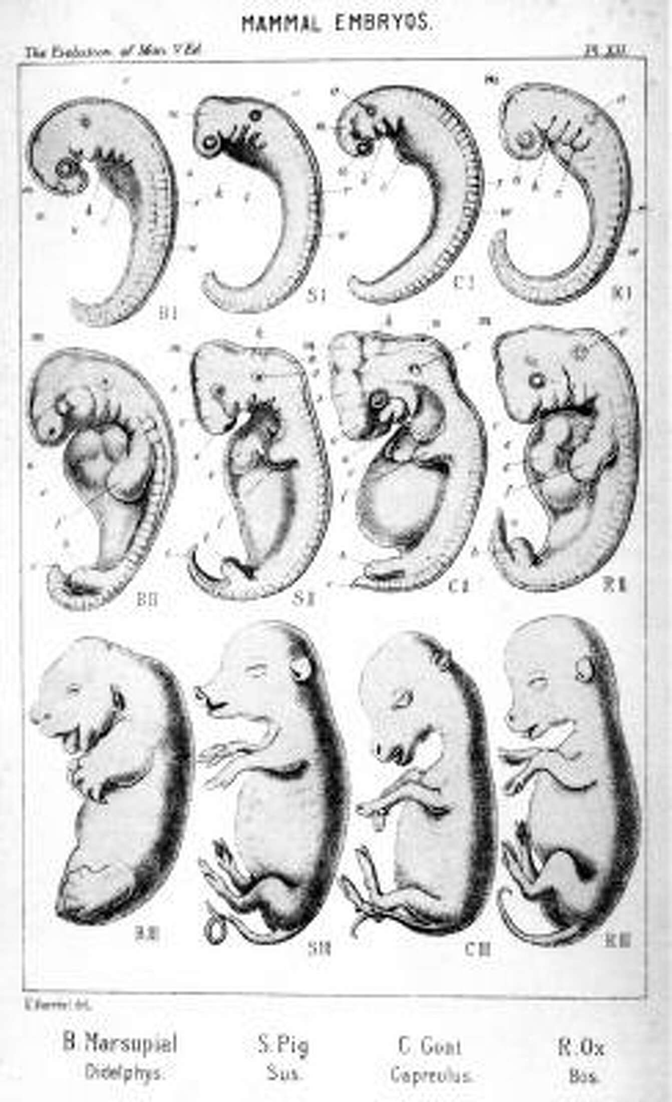 What Is Comparative Embryology?