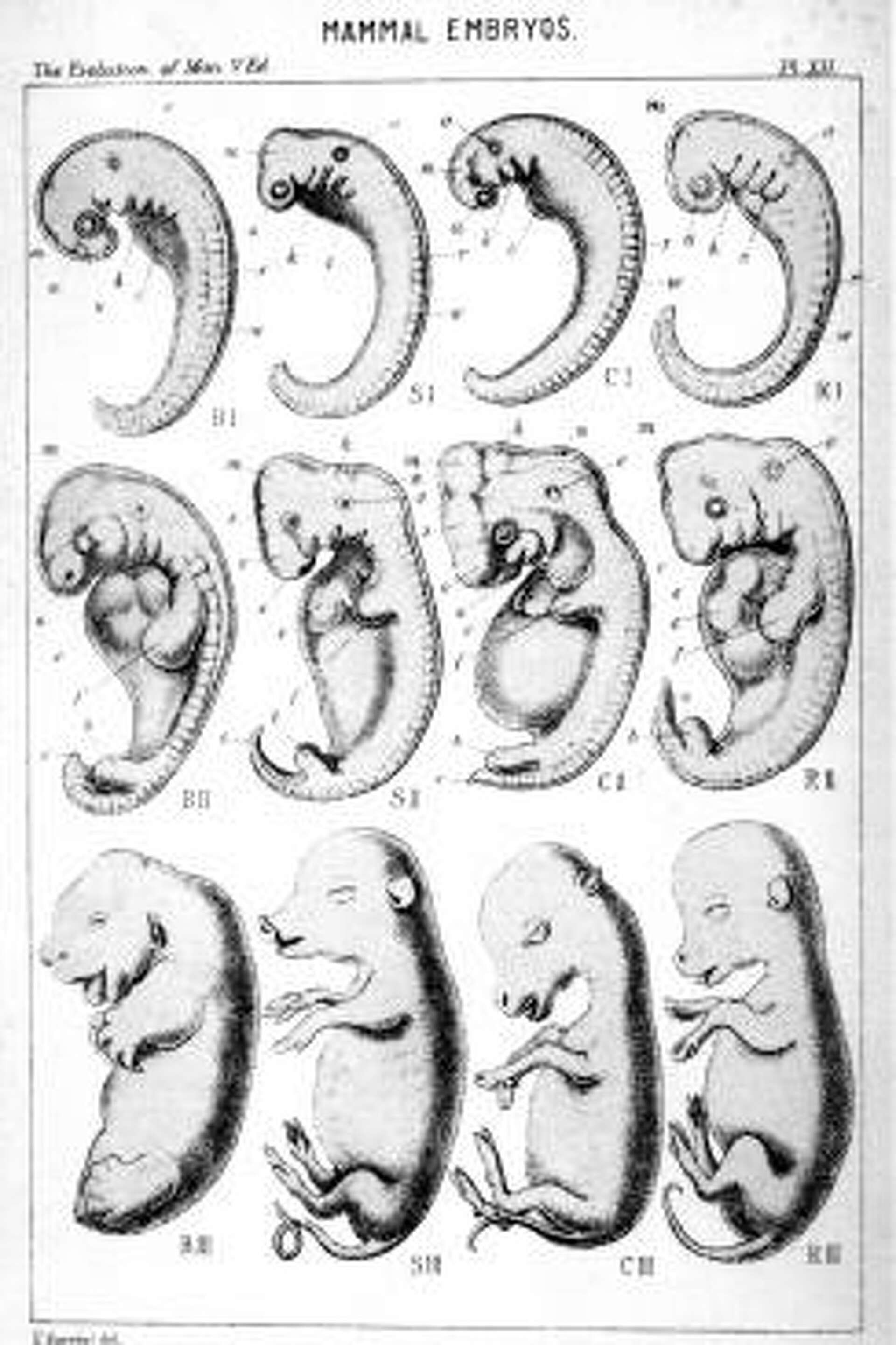What Is Comparative Embryology?
