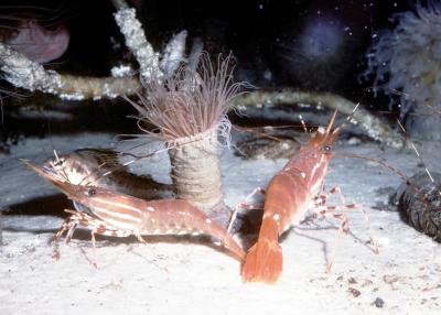 Do Shrimp Have a Nervous System?