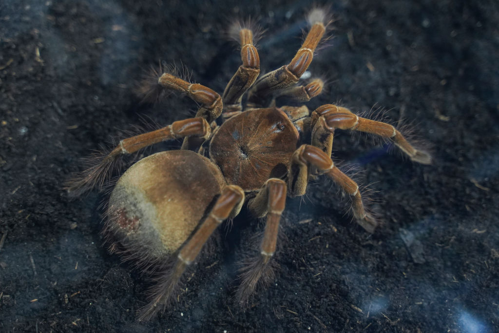 do texas brown tarantulas bite