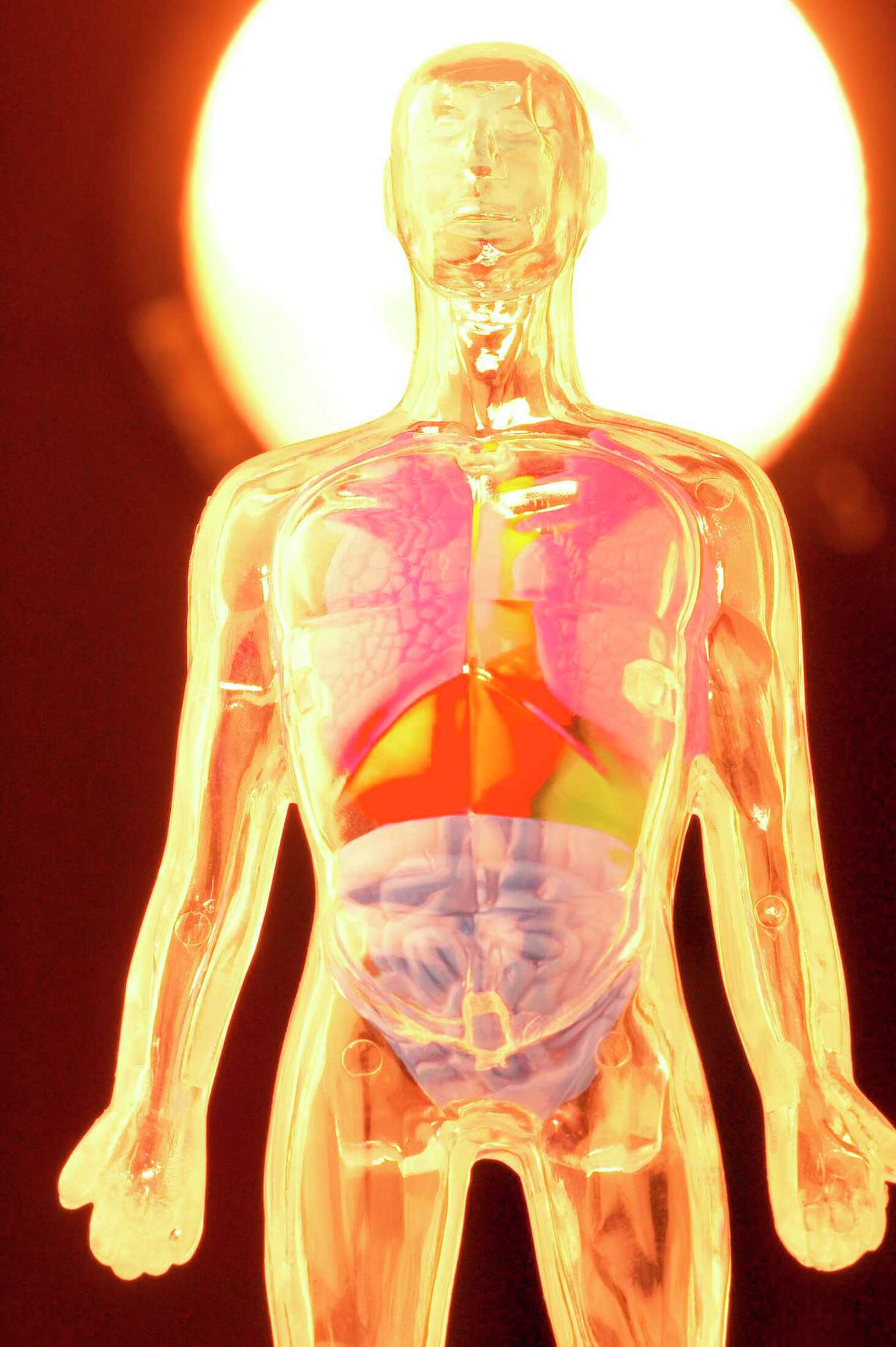 Anatomy of the Suprapubic Region