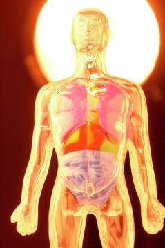 Anatomy of the Suprapubic Region