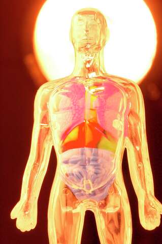 Anatomy of the Suprapubic Region