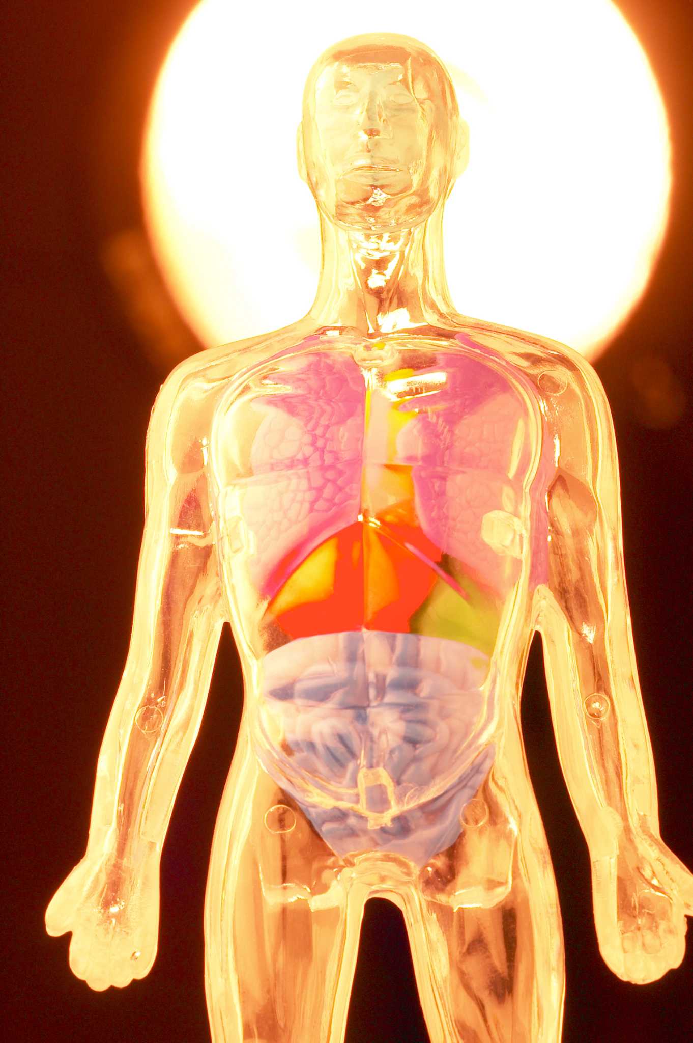 Anatomy of the Suprapubic Region