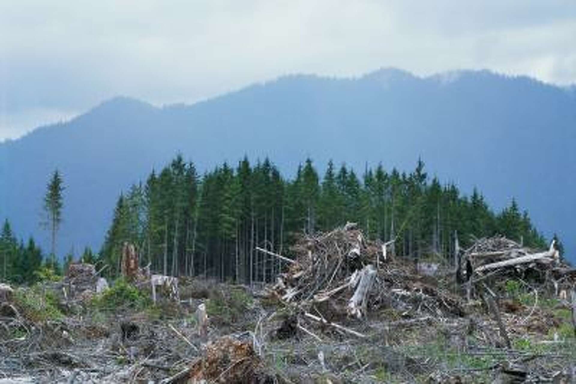 What Are the Dangers of Deforestation to the Environment & to Human Life?