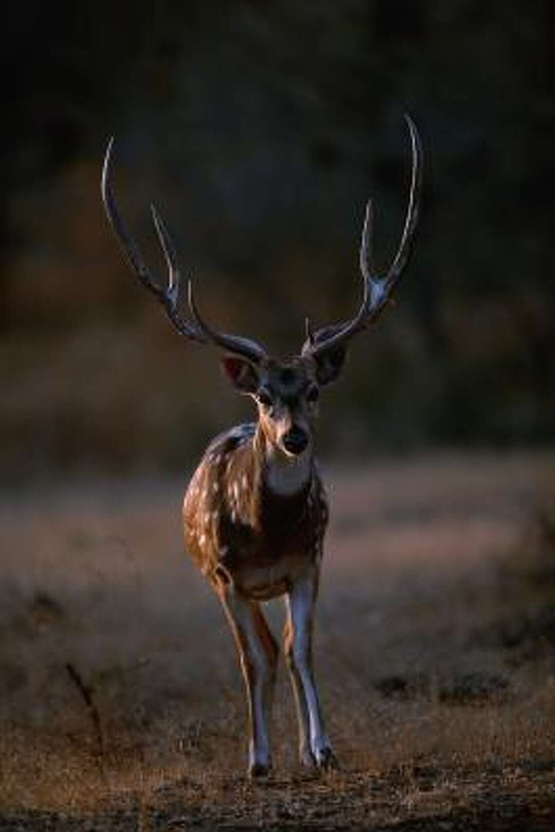 The Anatomy of Deer Antlers