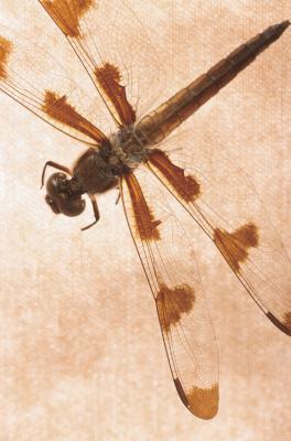 Anatomy of a Dragonfly Stigma