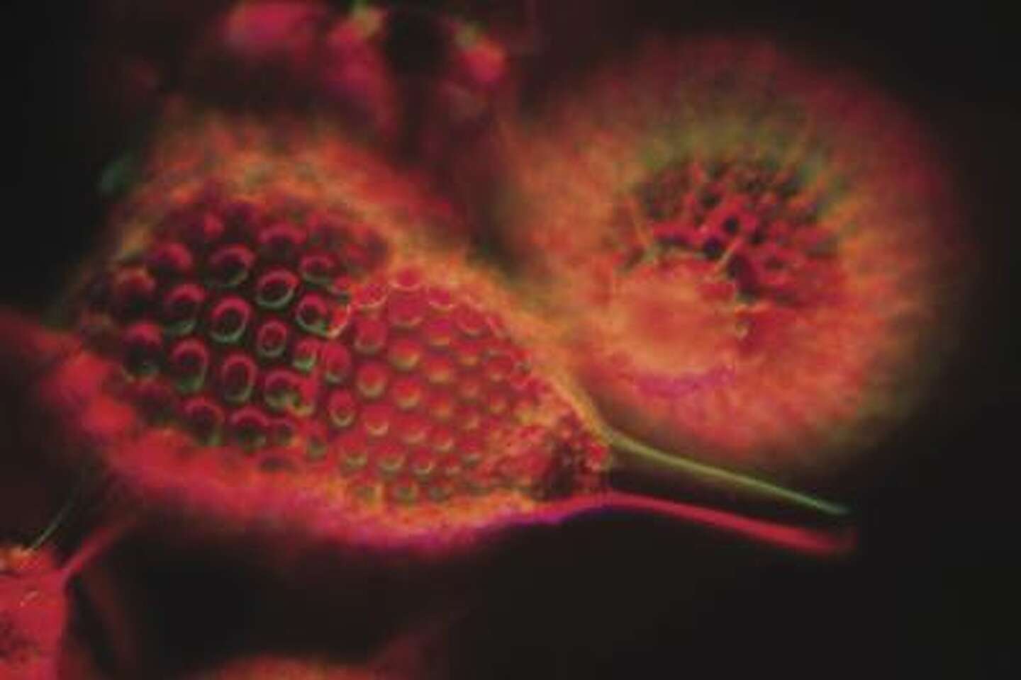 List of Several Examples of Eukaryotes
