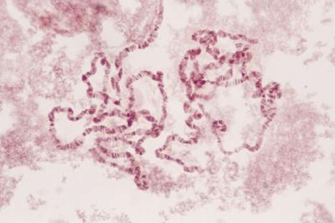 A List of Stages in Interphase and their Functions