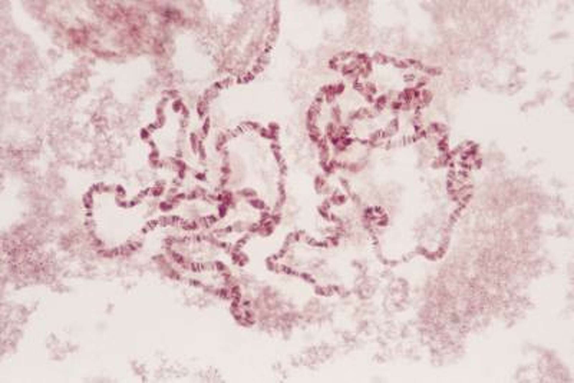 A List of Stages in Interphase and their Functions