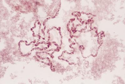 A List of Stages in Interphase and their Functions