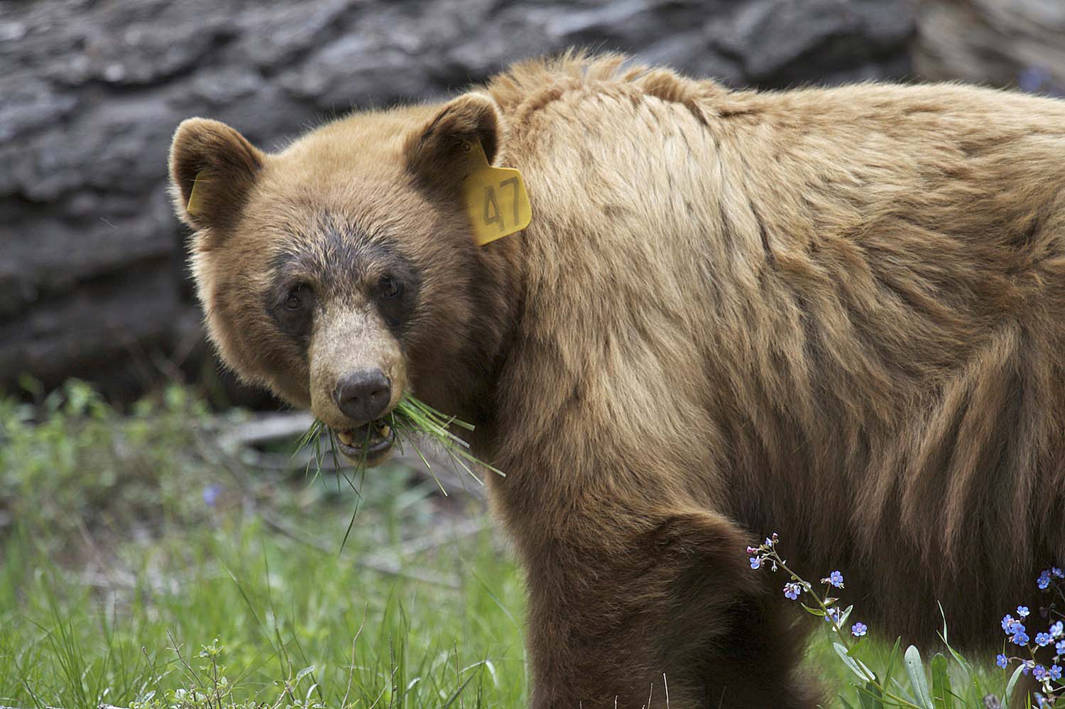 What to do if you encounter a bear in California. How to stay safe