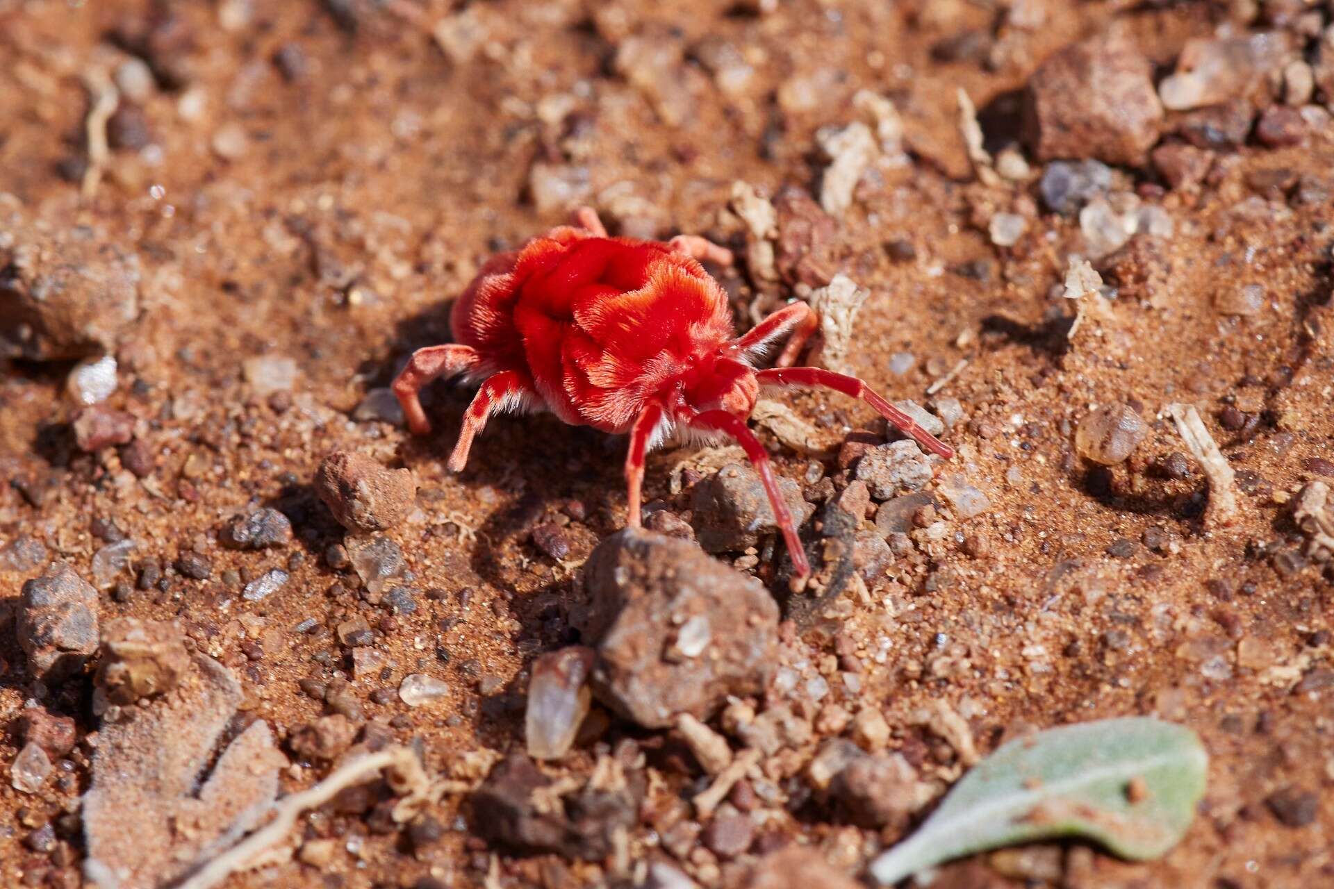 Red velvet mites are looking for love in Texas