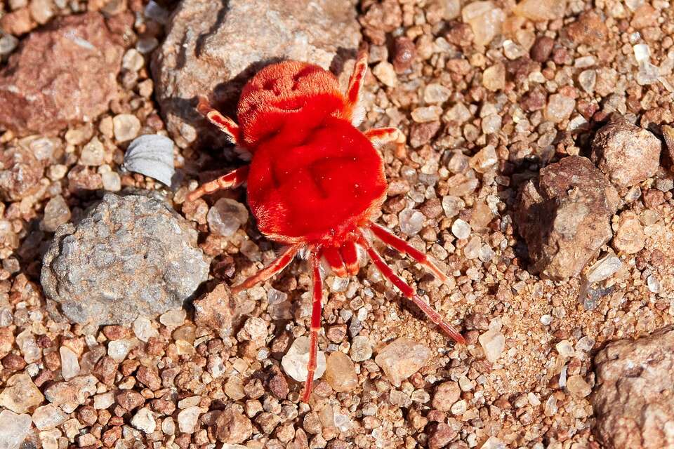 Red velvet mites are looking for love in Texas