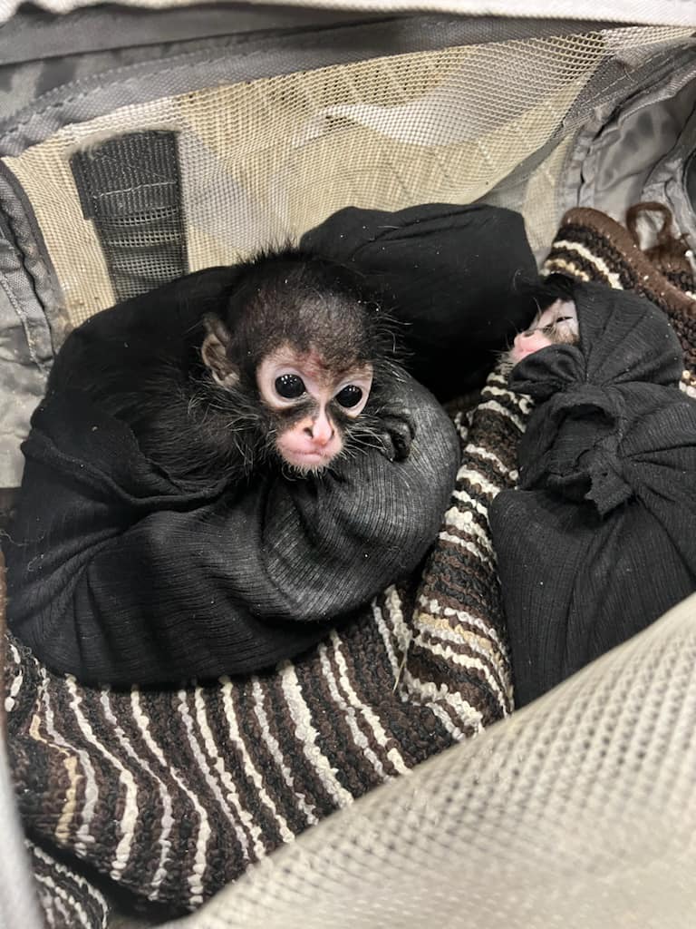 Spider monkey, nearly $1M in cocaine intercepted at border