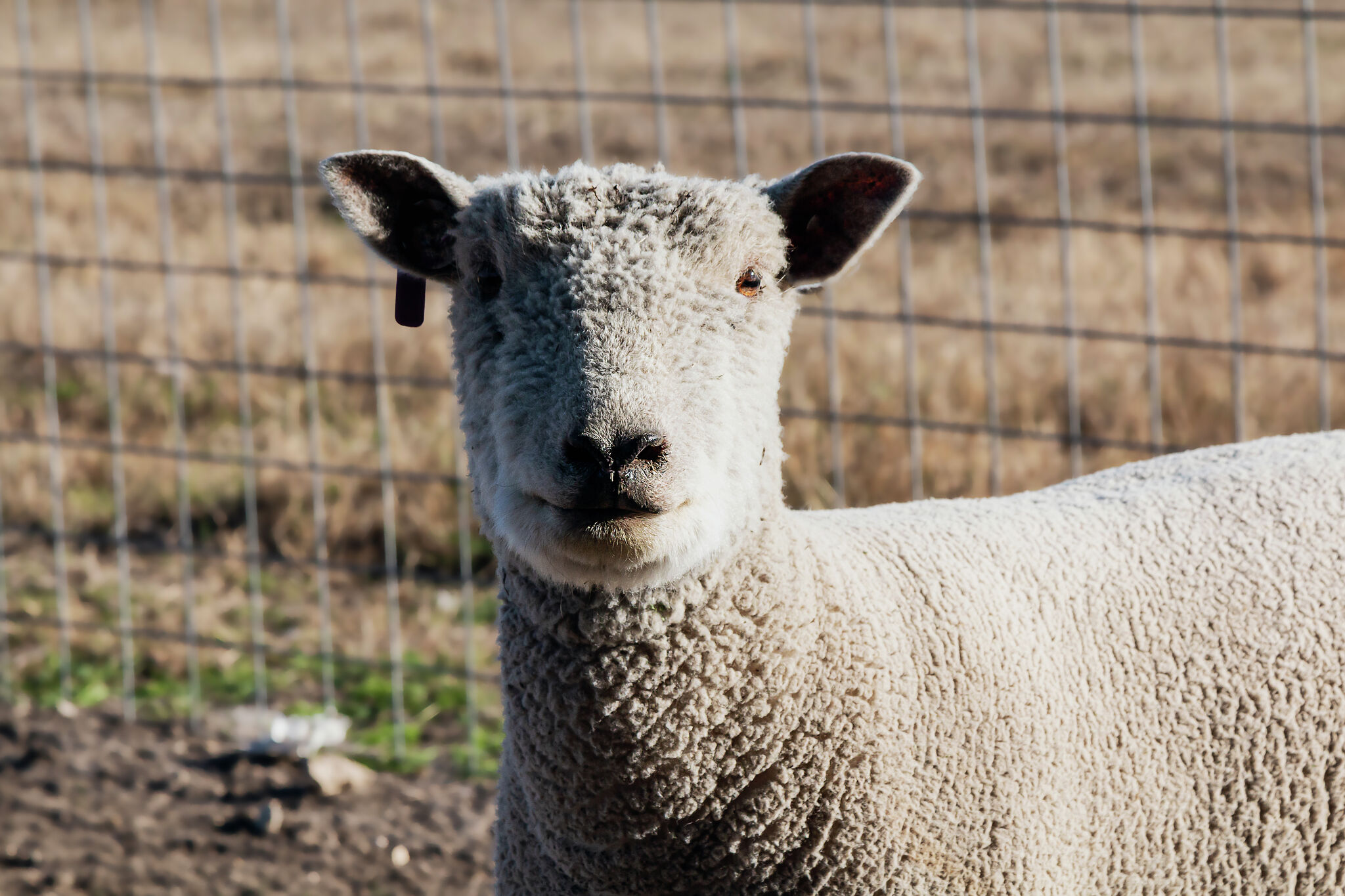 CDC says Texas rancher contracted anthrax through dead lamb