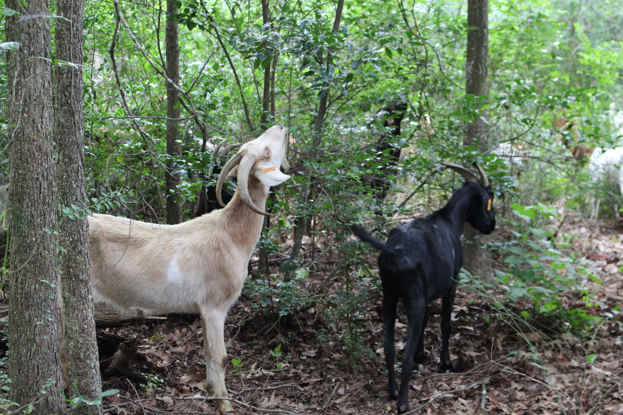 Hundreds of rented goats roam Texas wilds to help ecosystem