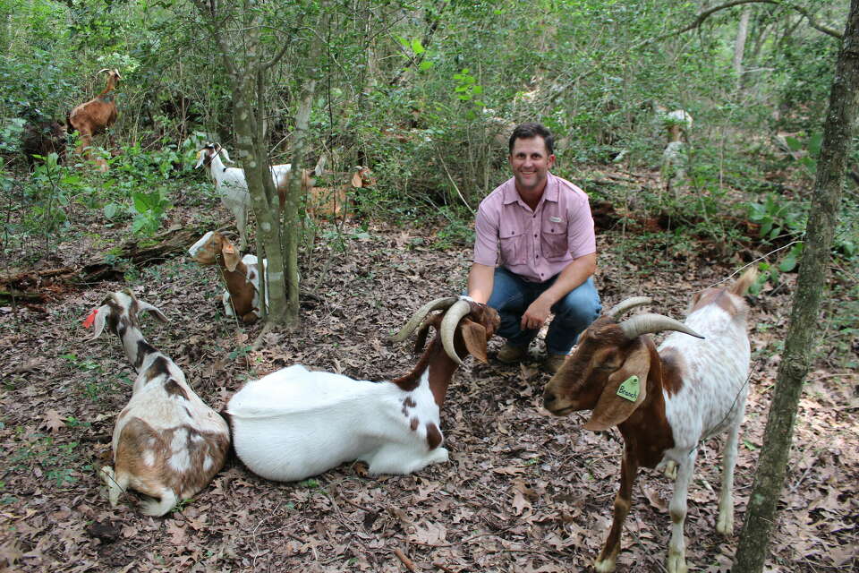 Hundreds of rented goats roam Texas wilds to help ecosystem