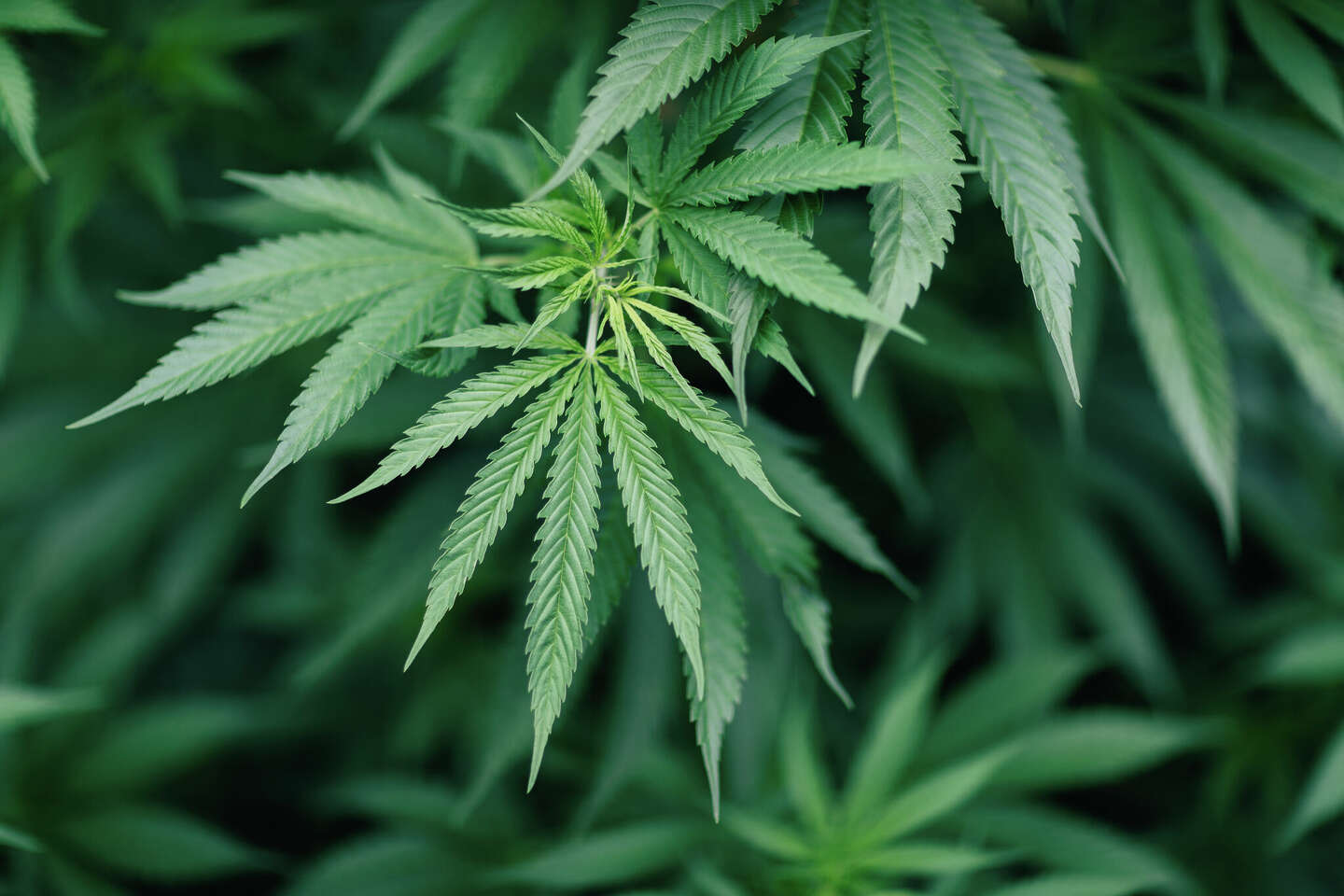 Cannabis retailer Higher Collective opens fifth CT location