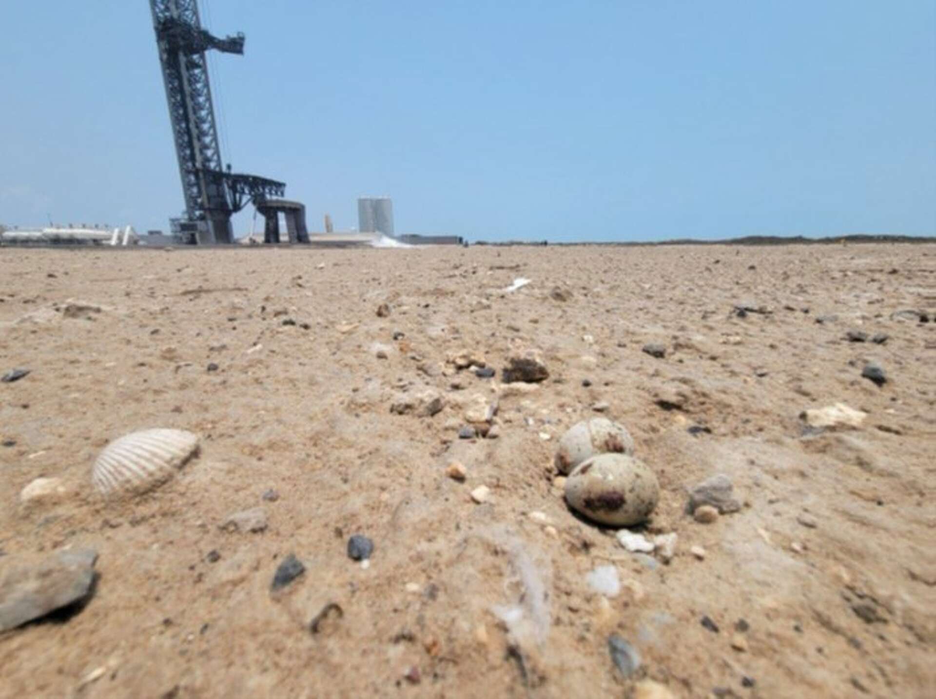 SpaceX's Starship launch from South Texas damaged shorebird nests