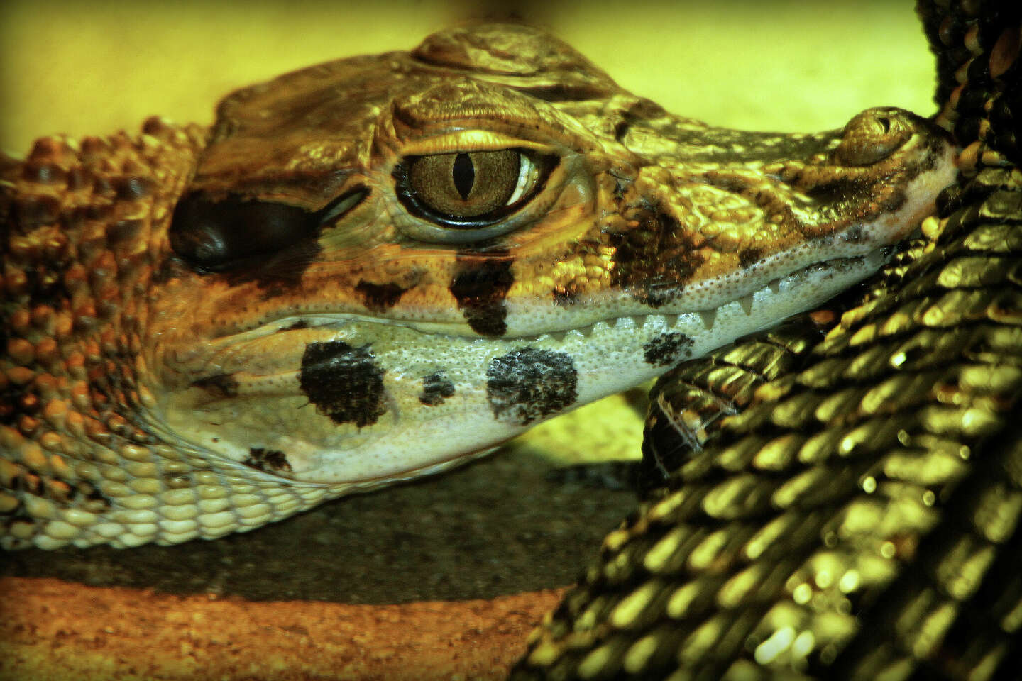 Texas' famous Snake Farm Zoo: A top roadside attraction