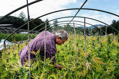 'Everybody got greedy': California's pot economy is in freefall