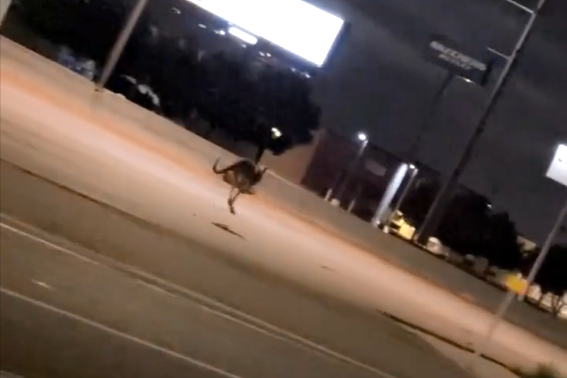 Kangaroo on the loose in Texas seen hopping across highway